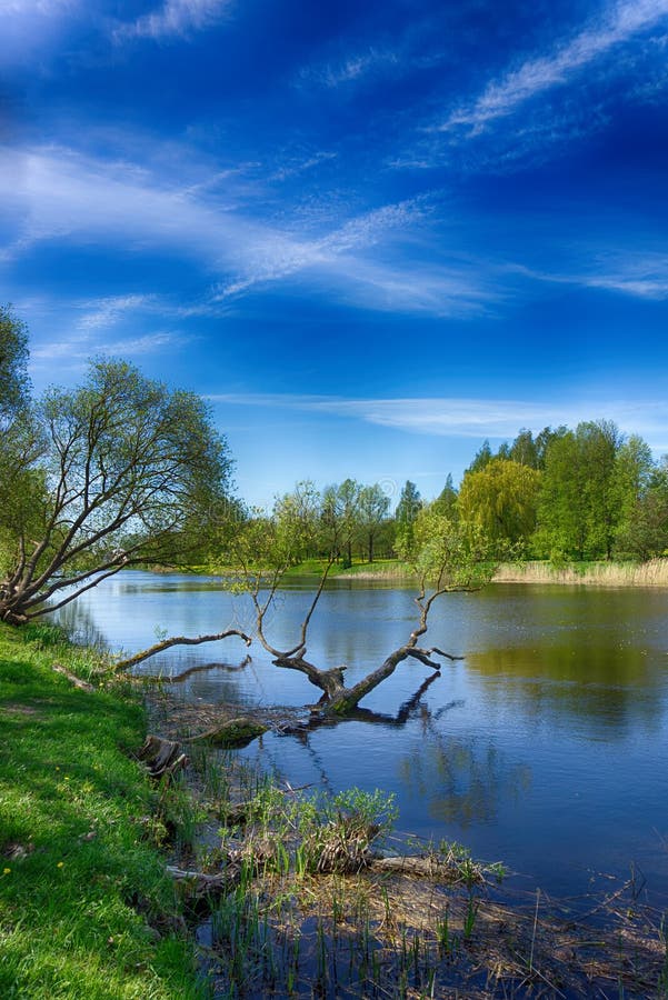 Old Submerged Tree in a Tranquil River in Spring Stock Photo - Image of ...