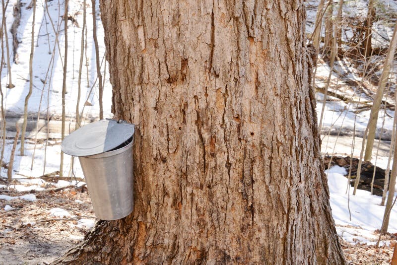 Old Sugar Maple Tapped for Sap Stock Image - Image of kortright, manner ...