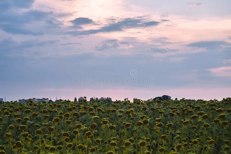 Old Sunflowers in Autumn on the Field during Sunset and Clouds in the ...