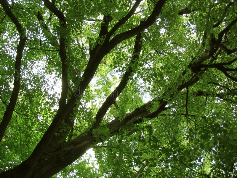 Old Sunlit Tree Branches from Below Stock Photo - Image of branches ...