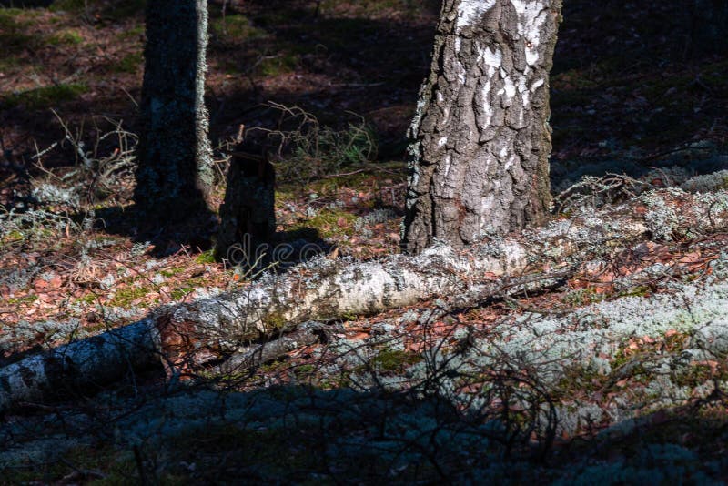 Pine Three and Old Withered Trees in Forest with Reflections Stock ...