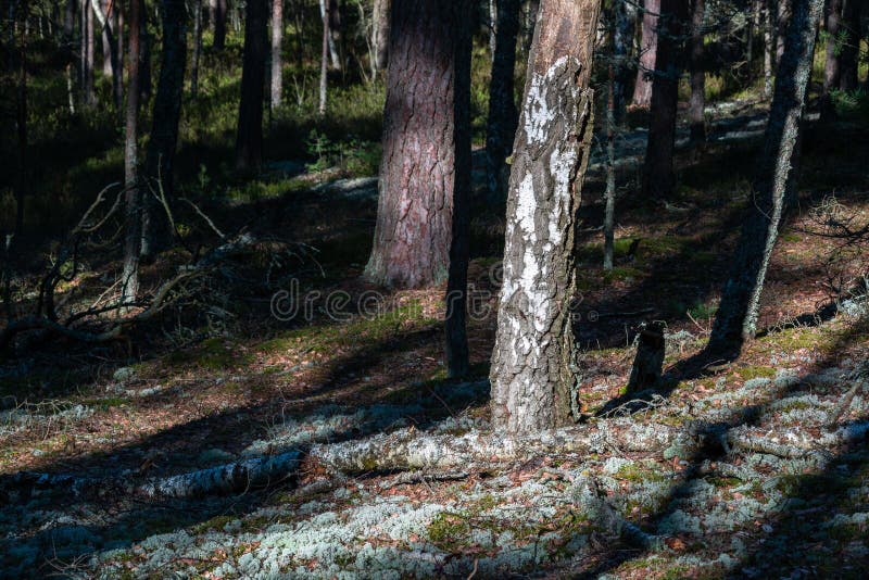 Pine Three and Old Withered Trees in Forest with Reflections Stock ...