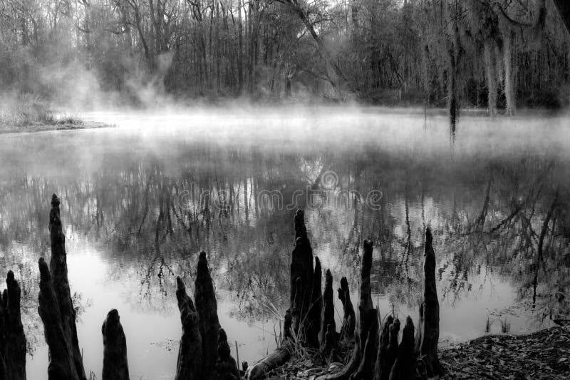 This old swamp stock photo. Image of swamp, creepy, moss - 306175458