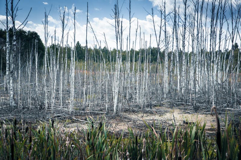 Old swamp with dead trees stock image. Image of tree - 63514825