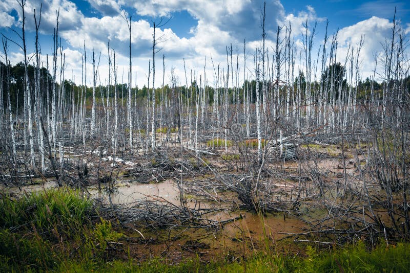 Old swamp with dead trees stock photo. Image of nature - 63513640
