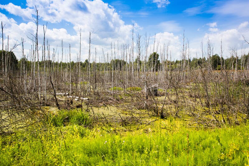 Old swamp with dead trees stock image. Image of tree - 63514825