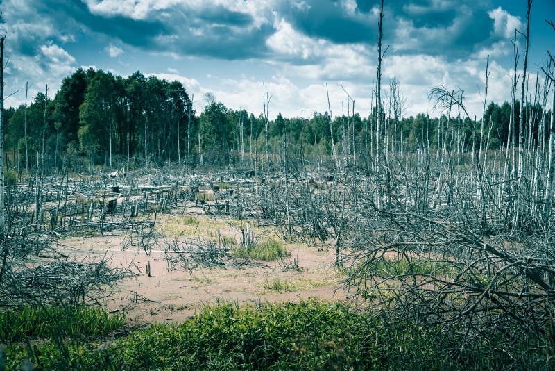 Old swamp with dead trees stock photo. Image of nature - 63515354