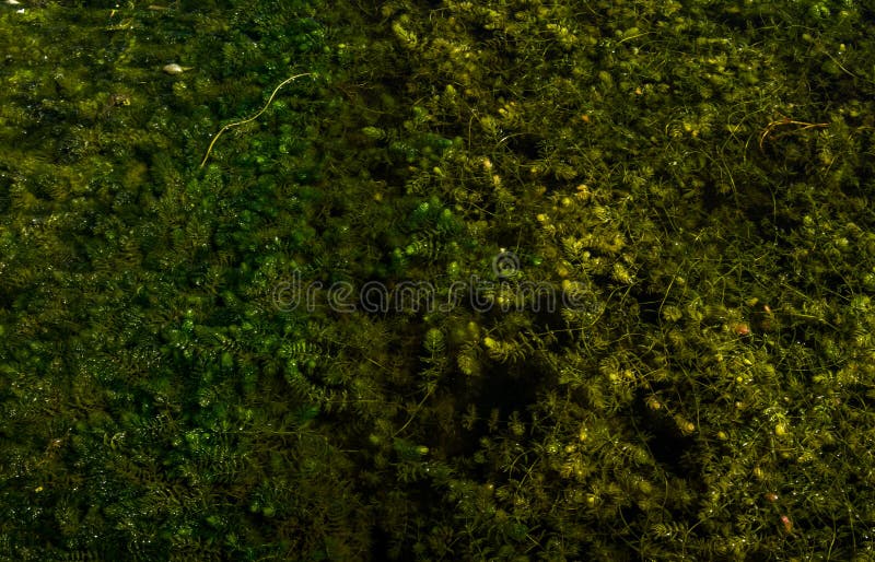 The Surface of the Marshy Lake Stock Photo - Image of area, grass: 25174086