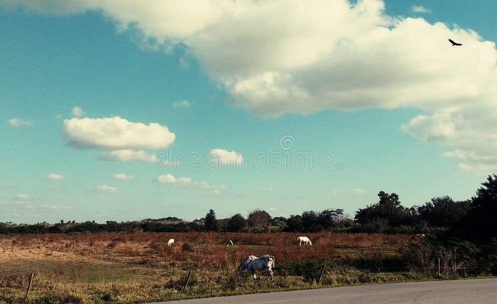 Old swayback mare. stock photo. Image of mare, florida - 85629538