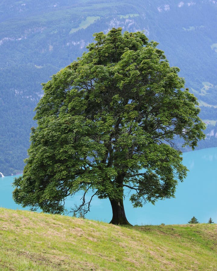 Maple Tree Growing Above Lake Brienzersee. Planalp, Switzerland. Stock ...