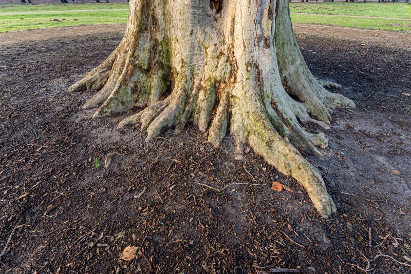 Old Sycamore Tree with Aboveground Roots Stock Photo - Image of lower ...