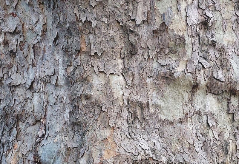 Old Sycamore Tree Bark Texture Stock Image - Image of nature, botanical ...