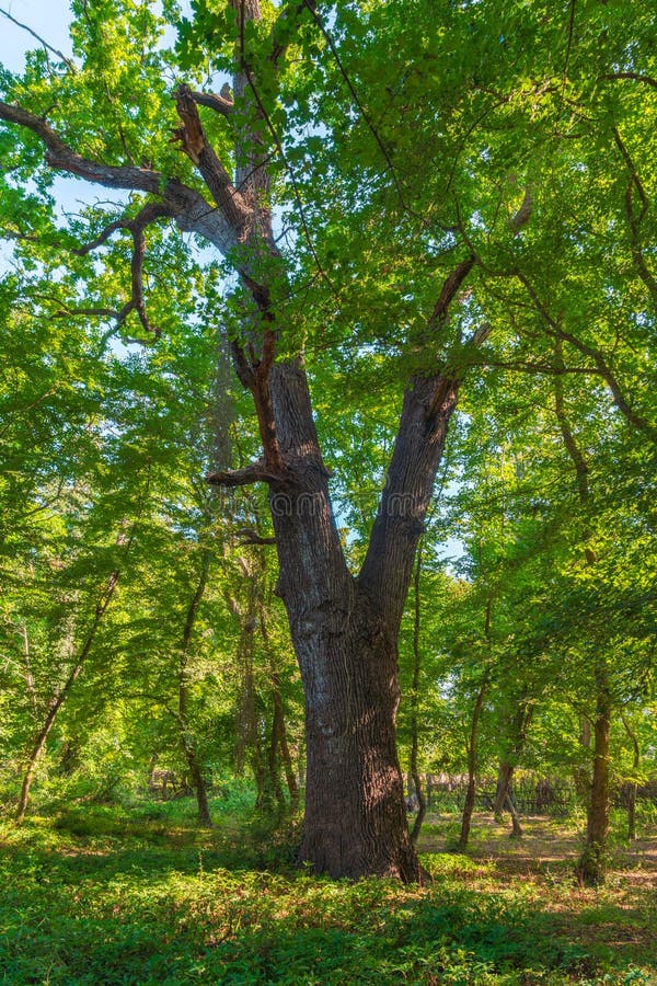 Old Tall Spreading Oak Tree in Green Forest Stock Image - Image of leaf ...
