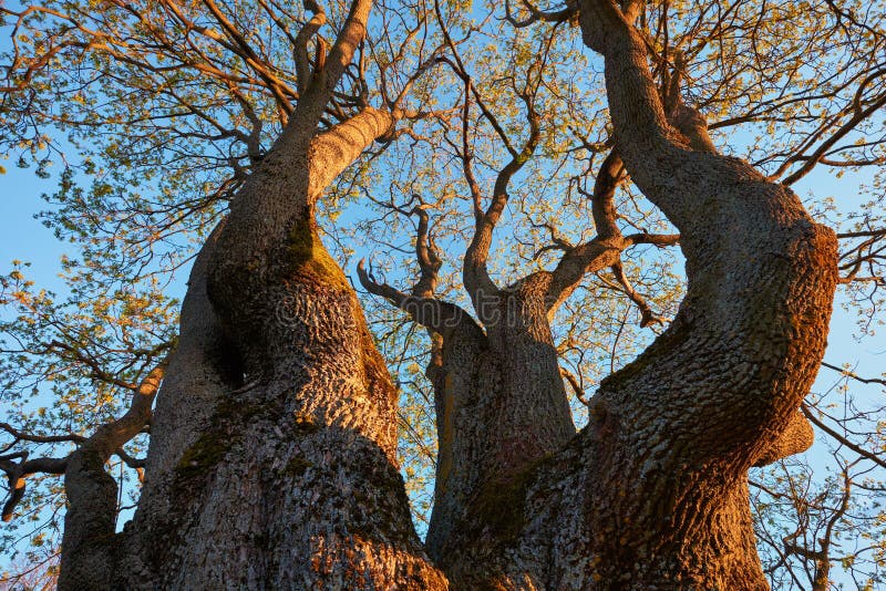 Old Tall Thick Spring Maple Tree Stock Image - Image of leaf ...