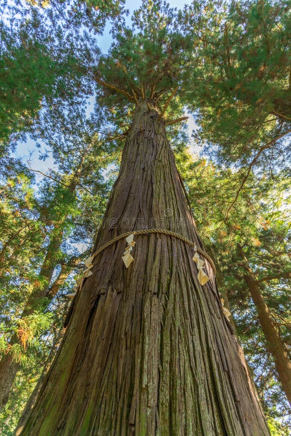 Old Tall Tree in Temple stock photo. Image of environment - 204954810