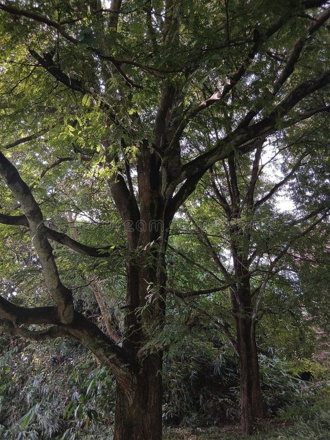 Tamarind tree texture stock photo. Image of trunk, texture - 319753422