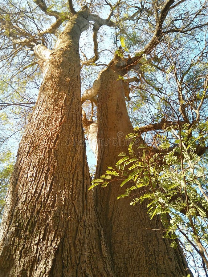 988 Old Tamarind Stock Photos - Free & Royalty-Free Stock Photos from ...