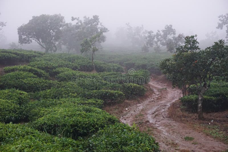 Old tea garden evening stock photo. Image of road, garden - 246378004