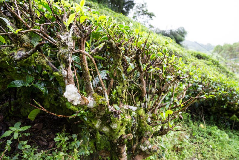 Old tea tree stock image. Image of leaf, leaves, hill - 48207095