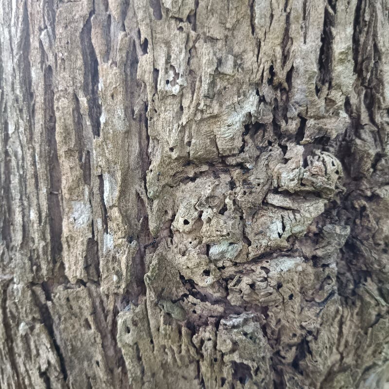 1,584 Teak Bark Texture Stock Photos - Free & Royalty-Free Stock Photos ...