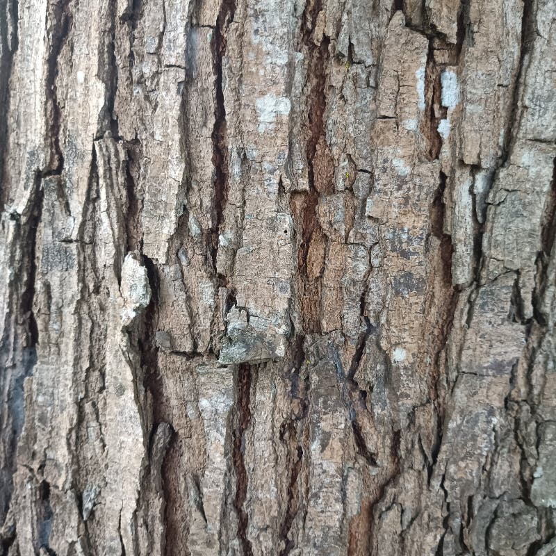 1,584 Teak Bark Texture Stock Photos - Free & Royalty-Free Stock Photos ...