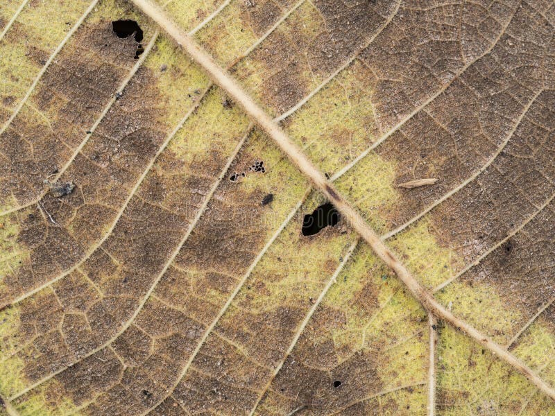 Leaf Decay on the Ground stock photo. Image of background - 93150392