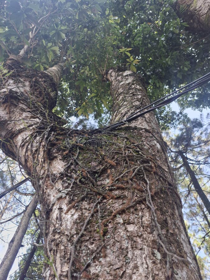 The Old Teak Tree Filled with Mistletoe Plants Stock Photo - Image of ...