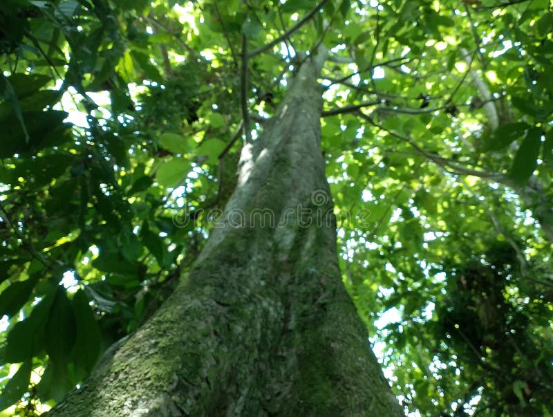 Old Teak Trees in the Forests of Sulawesi Stock Image - Image of trees ...