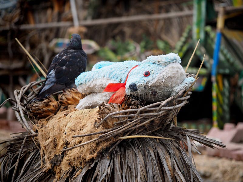Old teddy and pigeon stock image. Image of pigeon, cuddly - 97310437