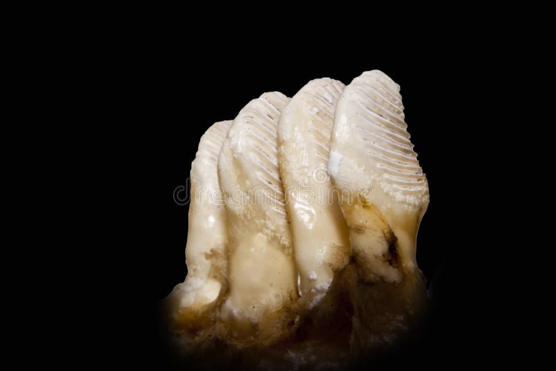 Old Teeth Isolated on White Background Stock Image - Image of animal ...