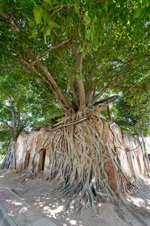 Old temple in tree stock photo. Image of building, monument - 90301600