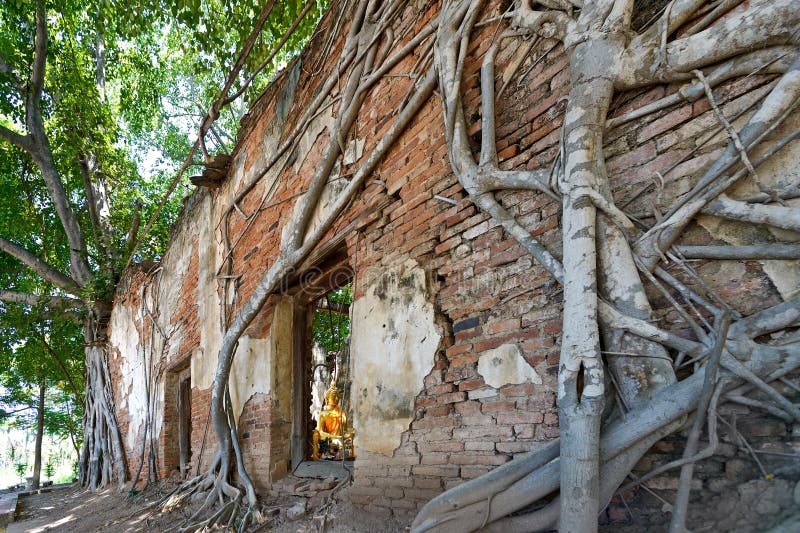 Old temple in tree stock photo. Image of angthong, southeast - 90301794