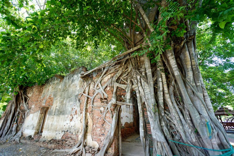 Old temple in tree stock photo. Image of religious, thailand - 90301874
