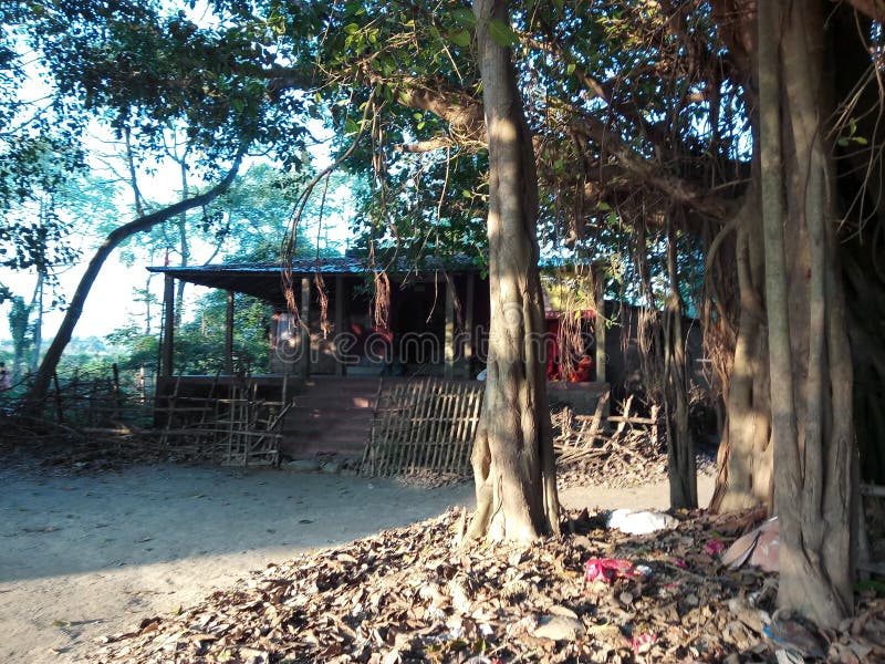 Old Temple Under a Old Tree Stock Photo - Image of amazing, banian ...