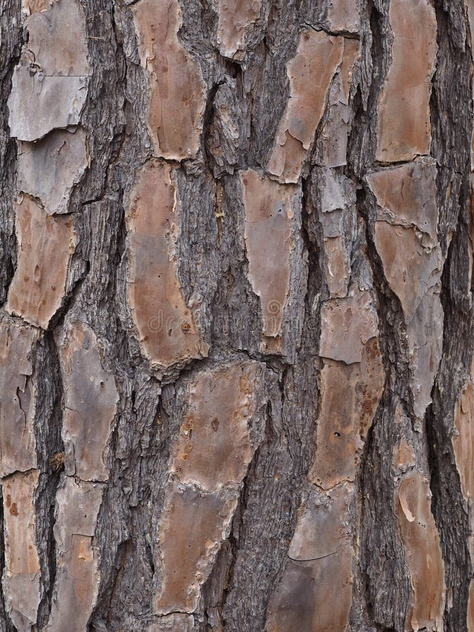 Old Texas Tree Trunk stock photo. Image of details, brown - 116300812