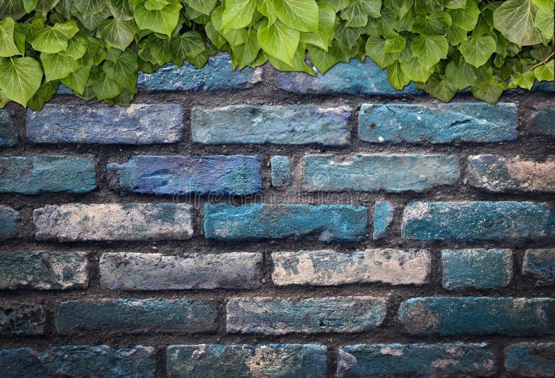 Old Texture Brick Wall, Covered in Ivy Stock Photo - Image of ...