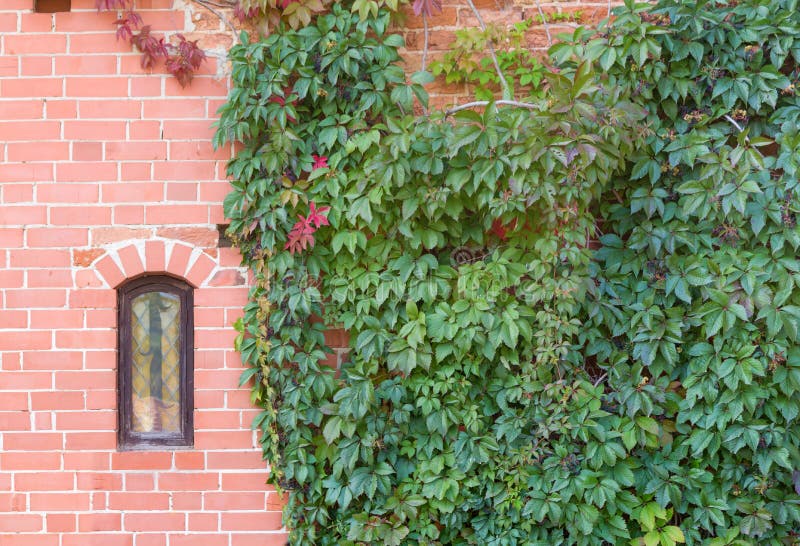 Vffsffs fdfdfg fdfdgfgfgf. stock image. Image of vcfghf - 250876933