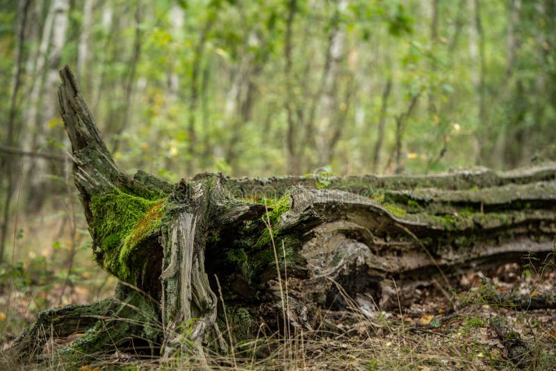 Old Textured Fallen Tree in the Forest, Incredible Wildlife Stock Photo ...
