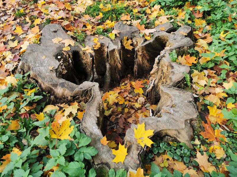 An Old Textured Stump from a Large Tree, Inside and Around the Fallen ...