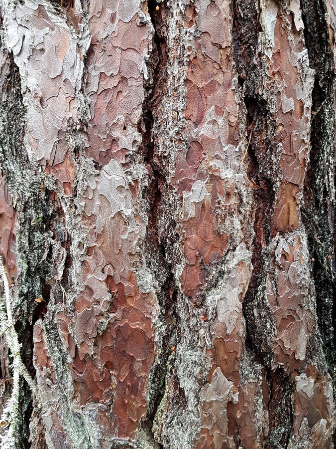 Old and Thick Bark with Rough Furrows on a Pine Tree Growing in the ...