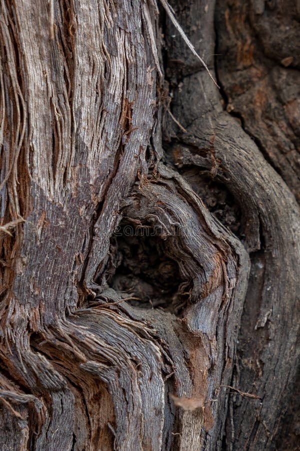 Old Thick Trunk of Grape Tree, Plant Back Stock Image - Image of botany ...