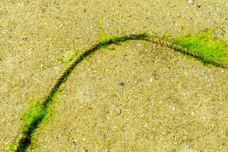 Old and Thin Rope Lying on the Beach, Green Moss or Algae Stock Image ...