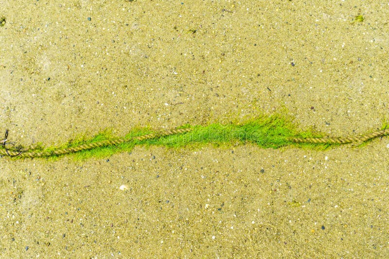 Old and Thin Rope Lying on the Beach, Green Moss or Algae Stock Photo ...