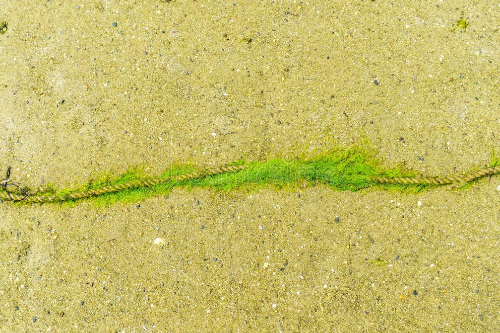 Old and Thin Rope Lying on the Beach, Green Moss or Algae Stock Photo ...