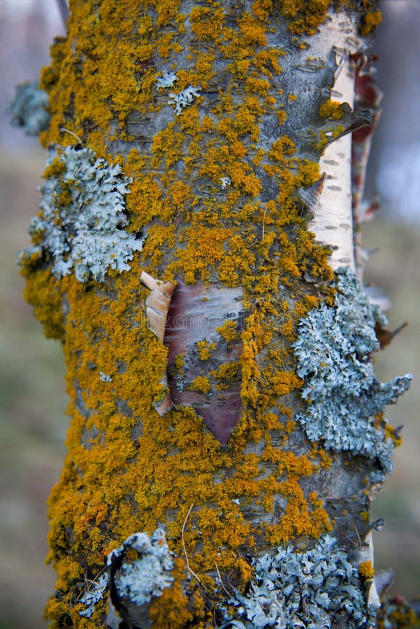 The old three stock photo. Image of blue, landscape - 105232164