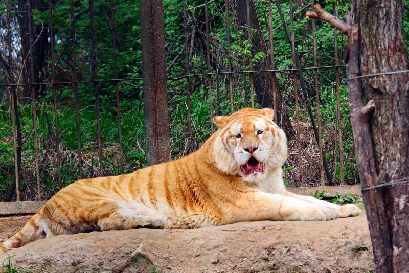 Old tiger stock image. Image of palms, mammal, nature - 27507397