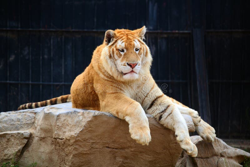Old tiger stock image. Image of tiger, imposing, majesty - 27991737
