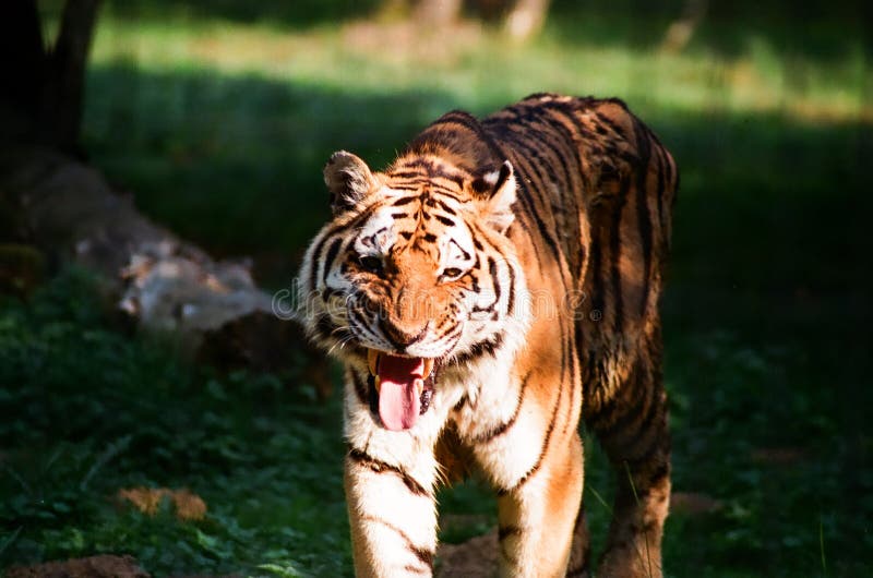 Tiger Baring Teeth stock image. Image of carnivore, endangered - 27078977