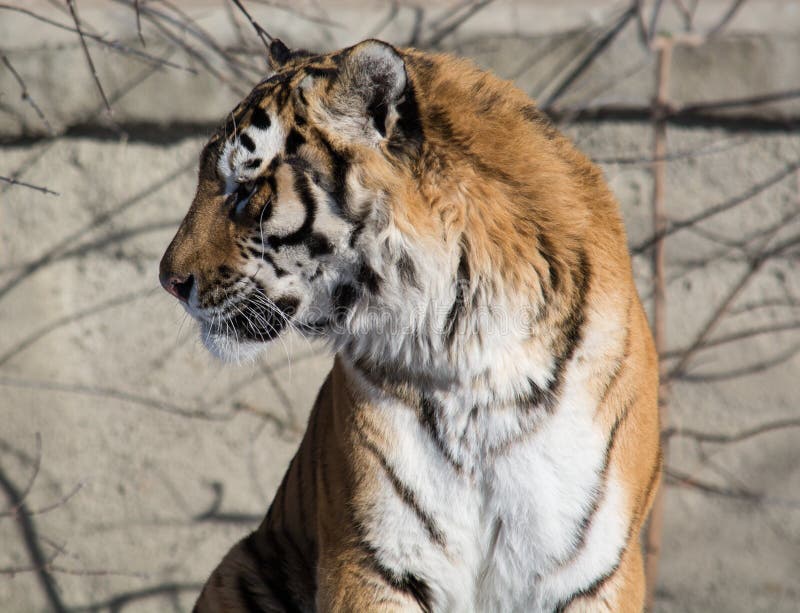 Old tiger stock image. Image of hunting, snow, game, animal - 50406167