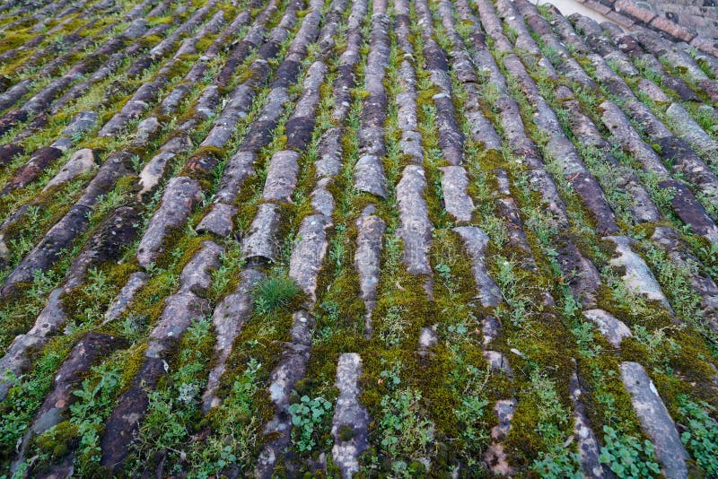An Old Tile Roof Covered with Moss and Vegetation Stock Photo - Image ...